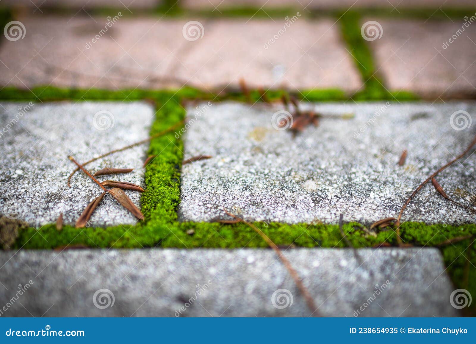 Moss. stock image. Image of grass, background, avenue - 238654935