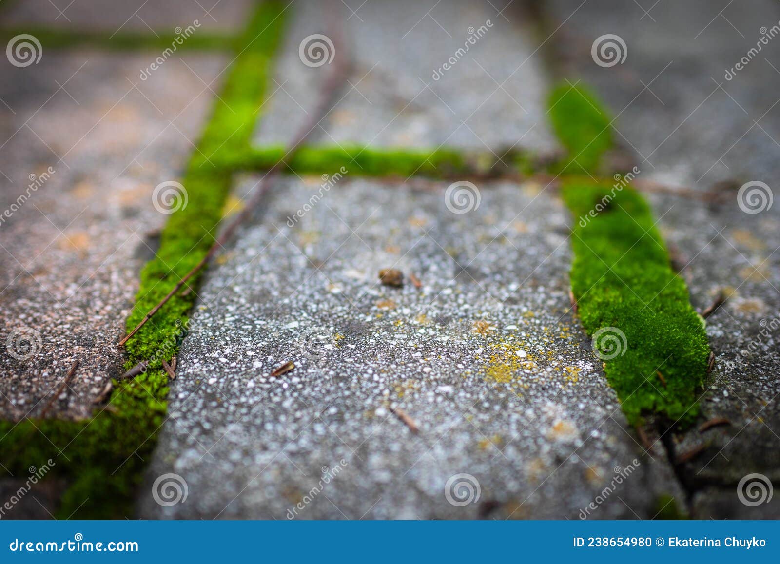 Moss. stock photo. Image of beautiful, outdoors, macro - 238654980