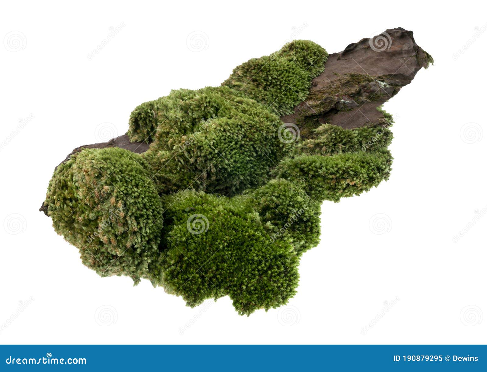 Moss or Mosses on a Pine Bark, Green Moss on a Tree Bark Isolated on ...