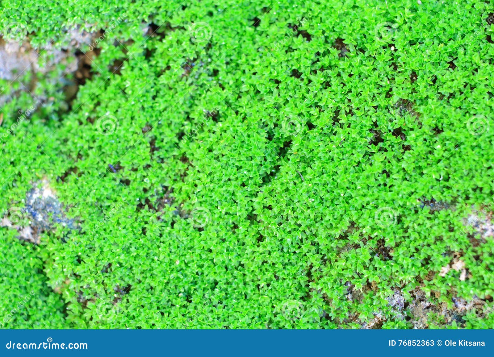 Moss stock image. Image of moss, light, green, plants - 76852363