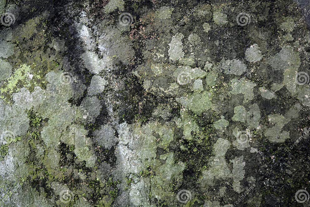 Moss and Mould Wall Textures Stock Image - Image of background, grey ...