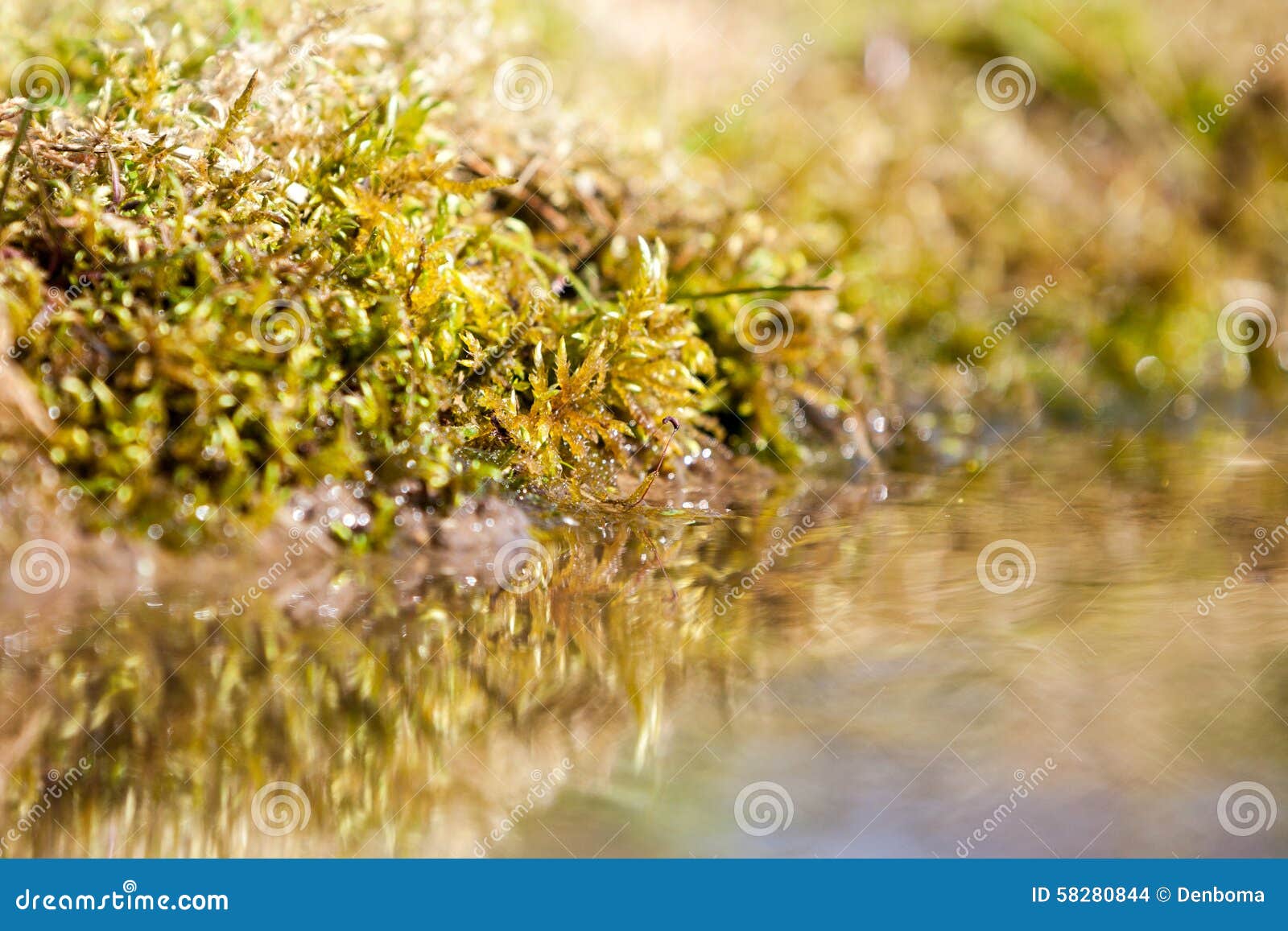 Moss stock photo. Image of pattern, park, reflection - 58280844