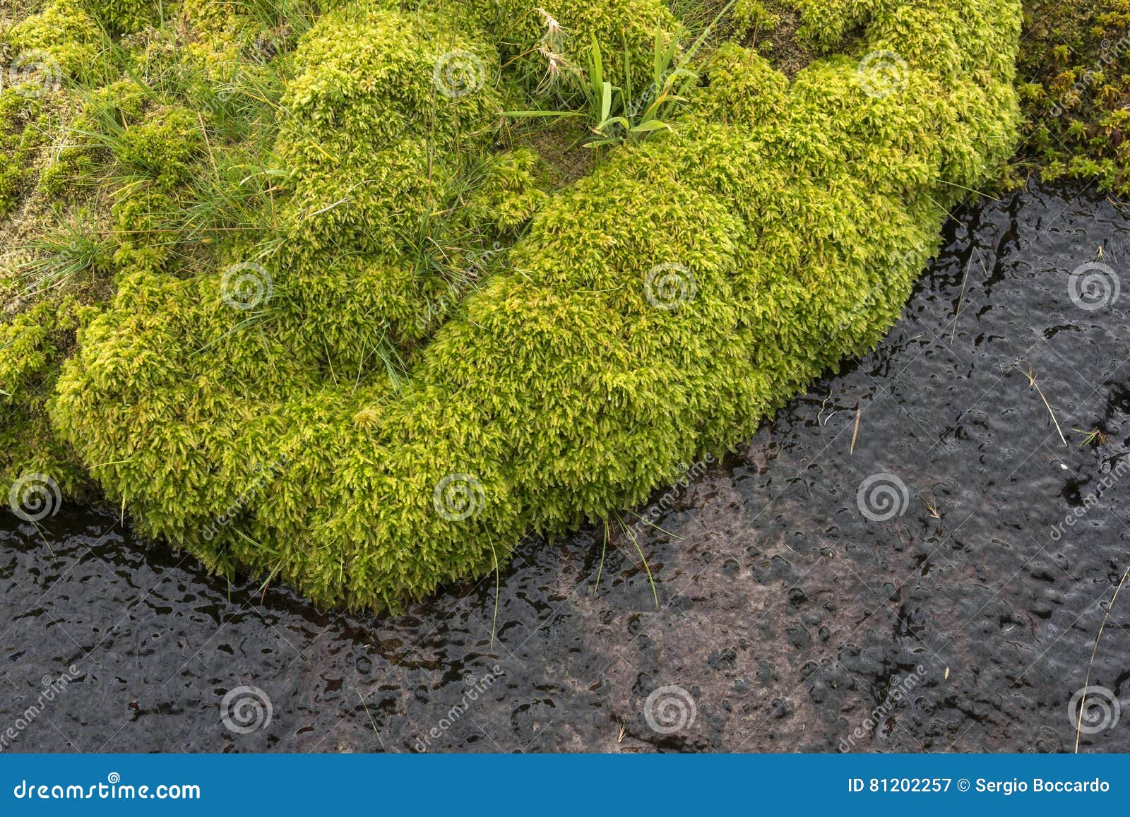 Moss in Norway stock image. Image of water, norway, color - 81202257