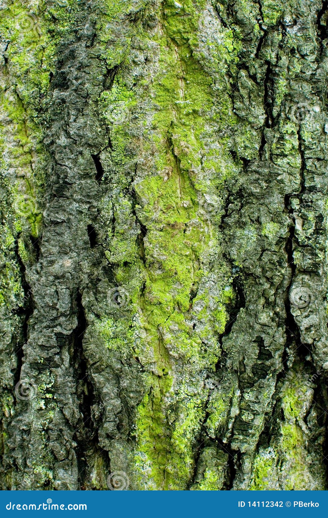 Moss on oak stock photo. Image of detail, background - 14112342