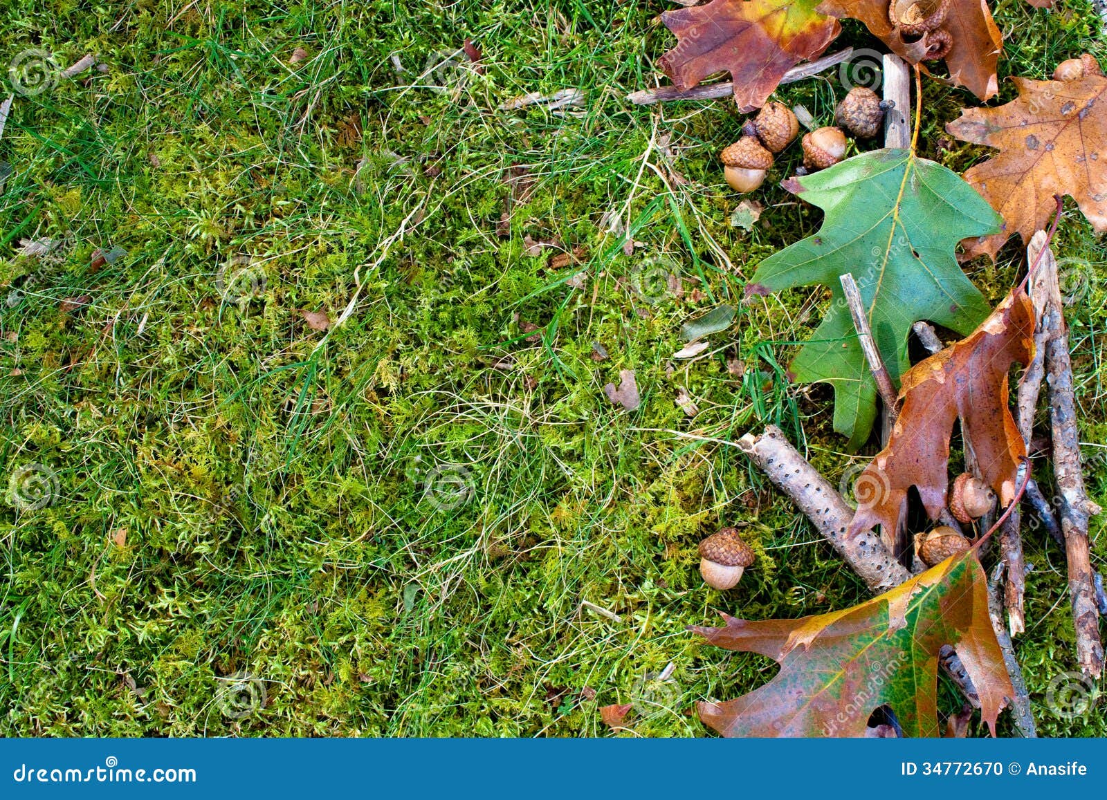 Moss And Oak Leaves Background Stock Photo | CartoonDealer.com #34772670