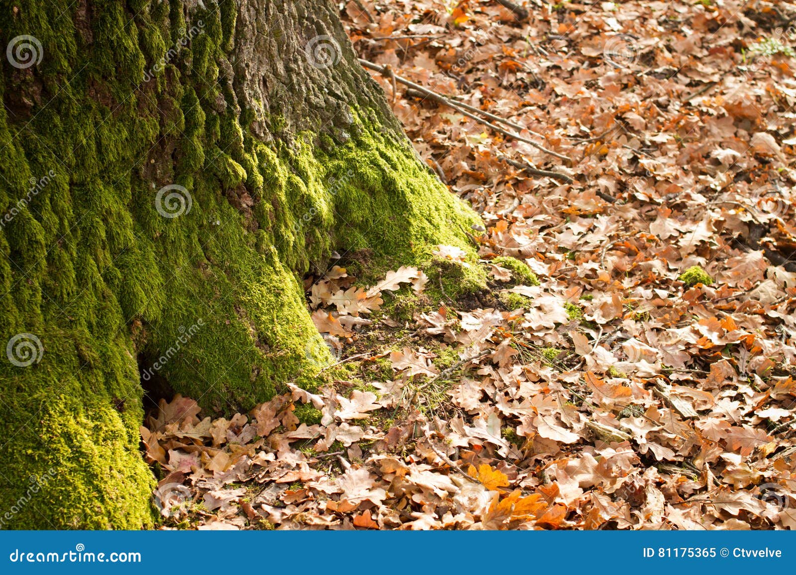 Moss on oak tree stock image. Image of autumn, leaves - 81175365