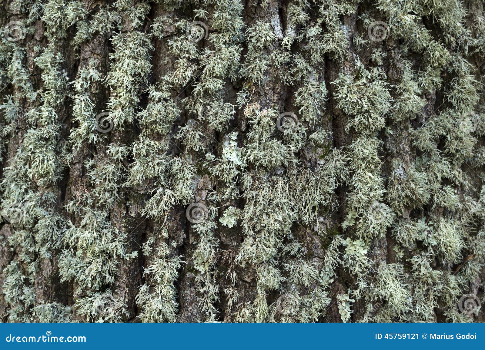 Moss stock image. Image of background, surface, moss - 45759121