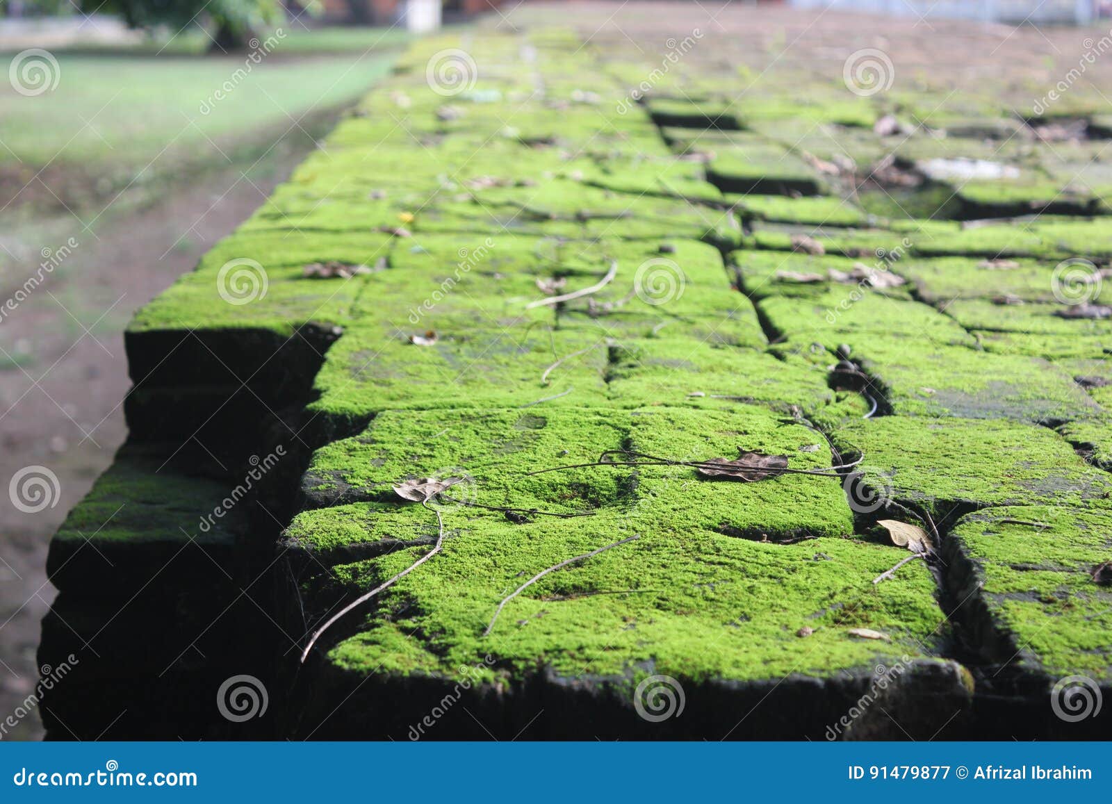 Moss on an old bricks stock image. Image of building - 91479877
