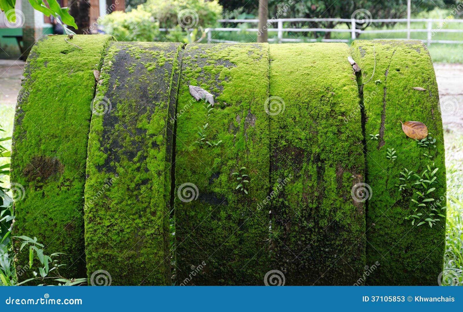 Moss stock image. Image of mossy, connect, marsh, green - 37105853