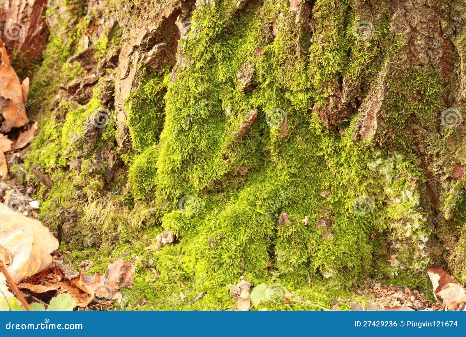 Moss on the old tree stock photo. Image of mossy, stone - 27429236