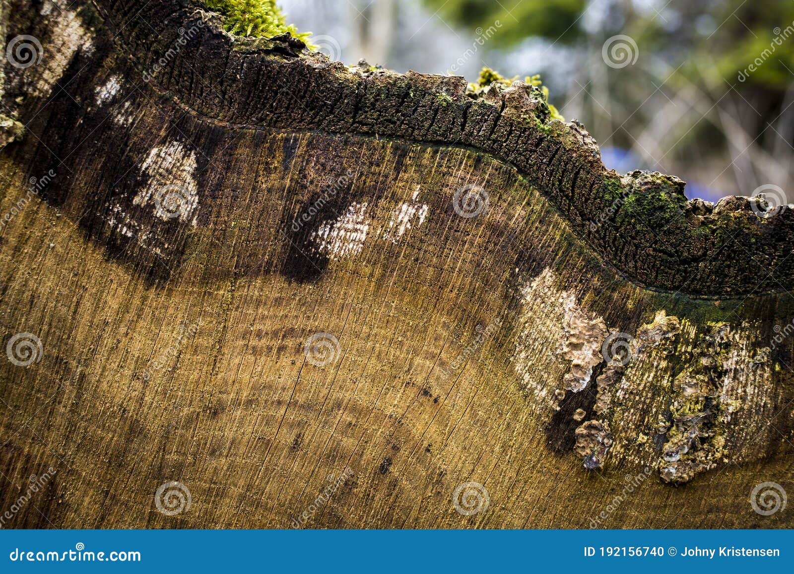Moss on an old tree stock photo. Image of bark, timber - 192156740