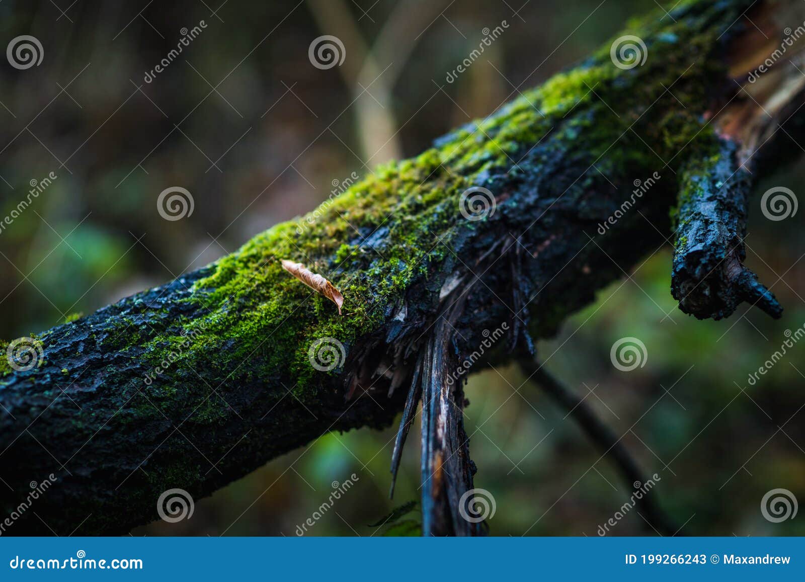 Moss on the Old Tree in Emerald Green Forest Stock Image - Image of ...