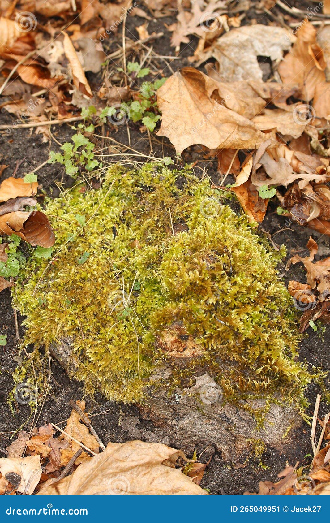 Moss on an old tree stock image. Image of deciduous - 265049951