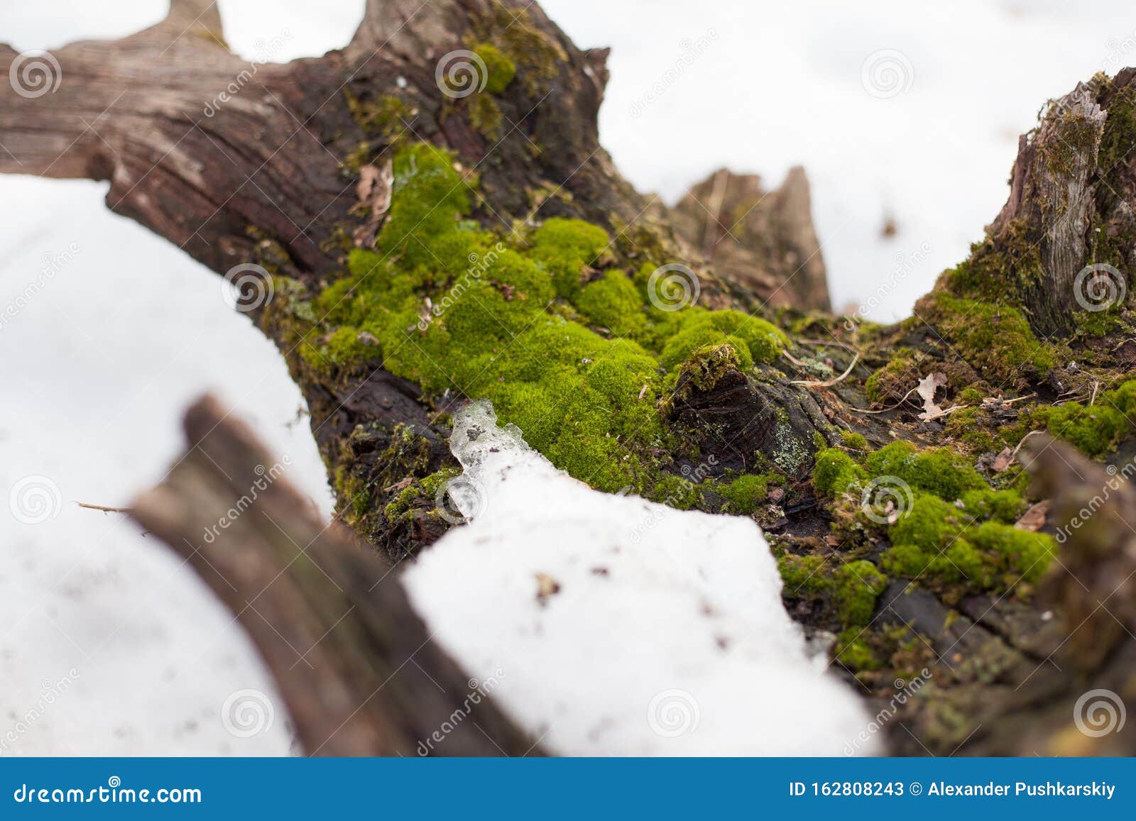 Moss on an old tree stump stock image. Image of wood - 162808243