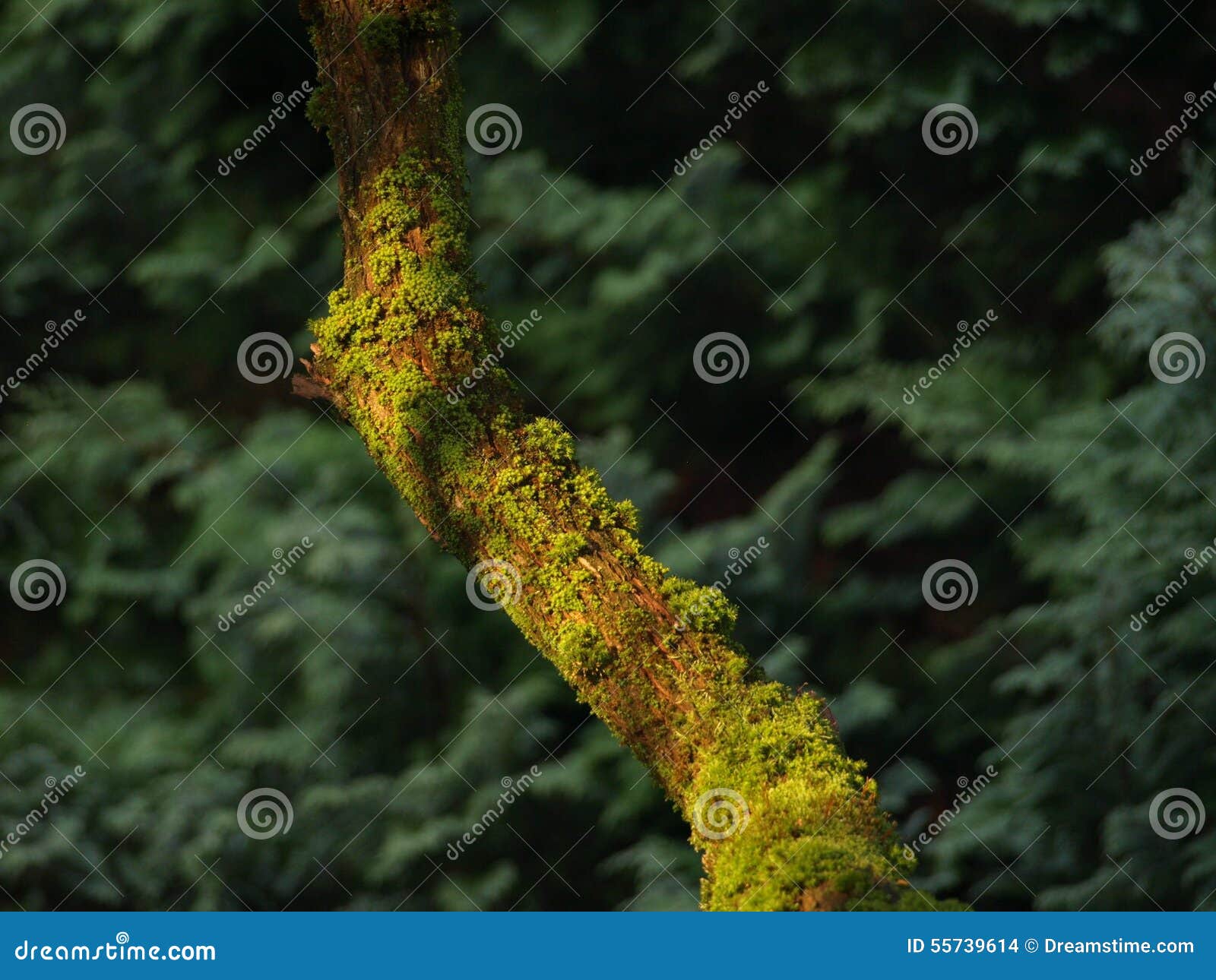 Moss on an old tree stock photo. Image of moss, sunshine - 55739614