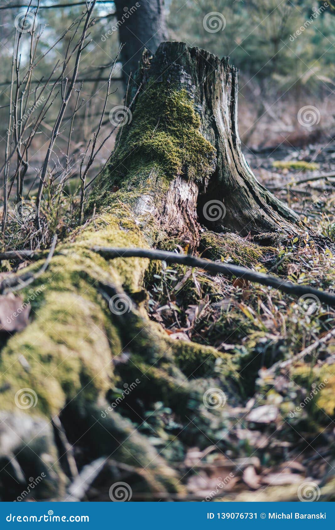 Moss on old tree trunk stock image. Image of fallen - 139076731
