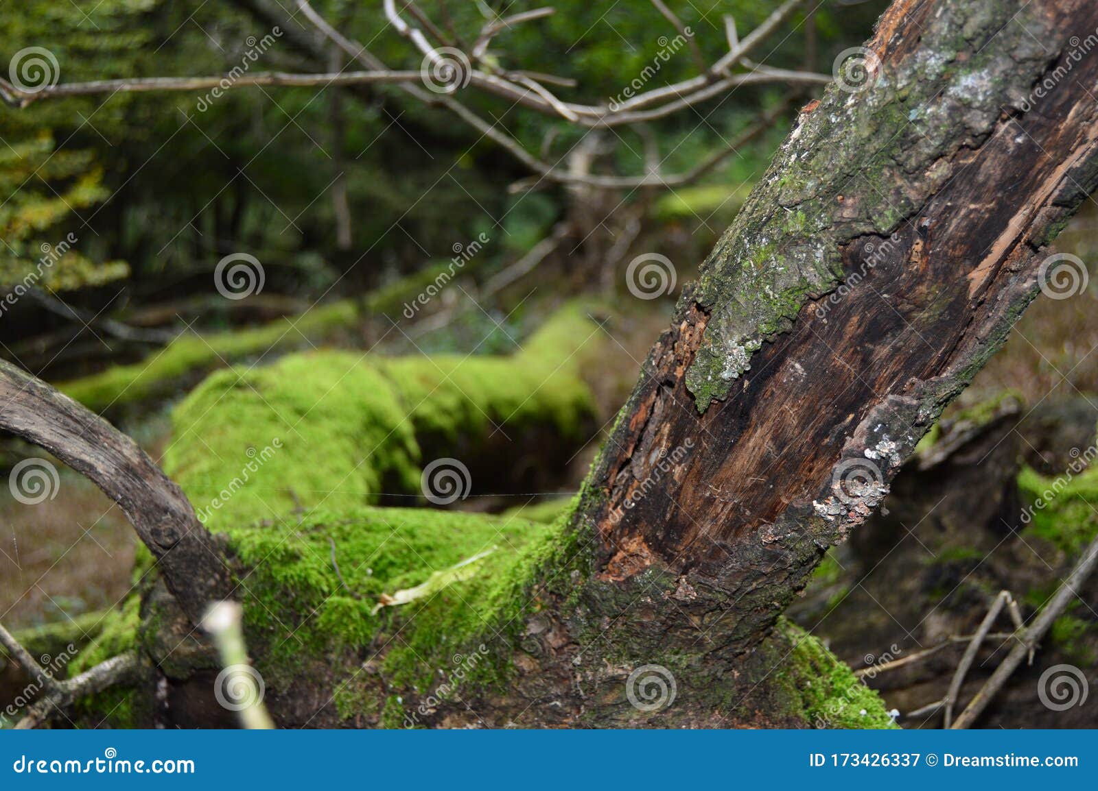 Moss on old trees stock image. Image of forest, interesting - 173426337