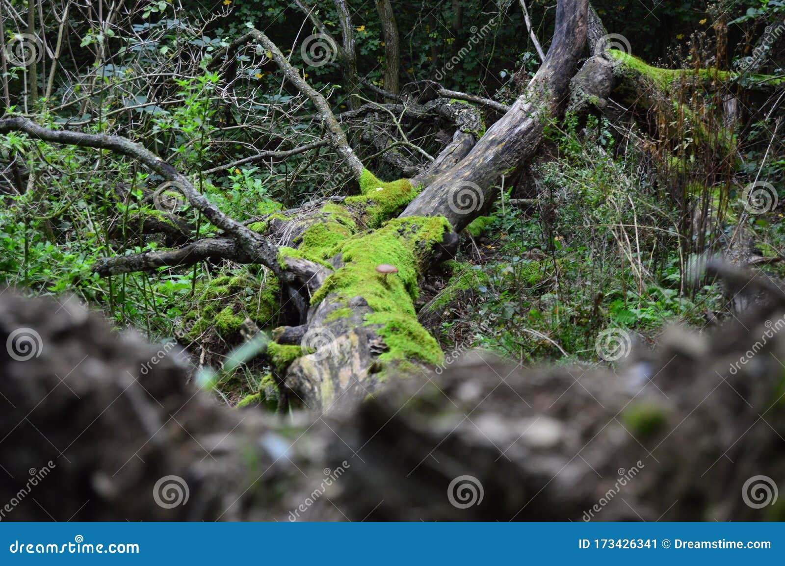 Moss on old trees stock image. Image of deep, nice, abandoned - 173426341