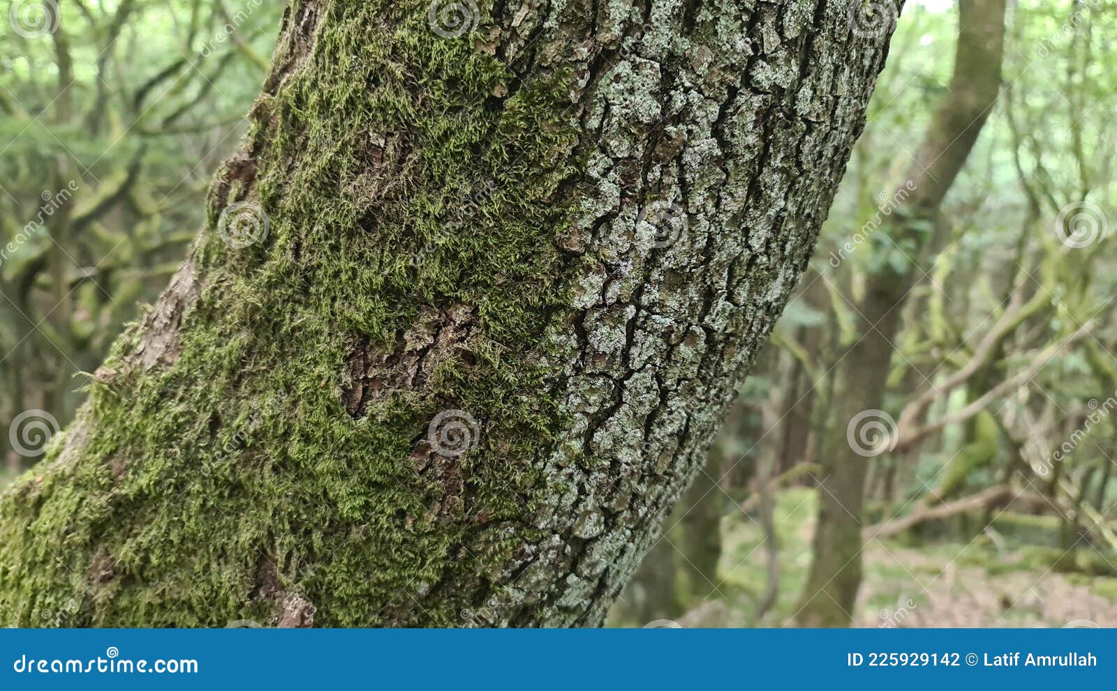 The Moss in One Side of a Tree Stock Photo - Image of side, deciduous ...