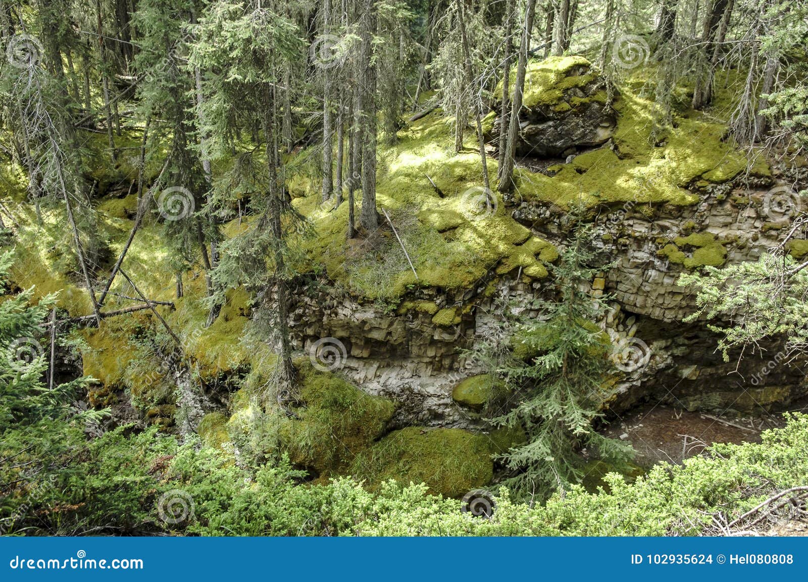 Moss covered rocks, Canada stock photo. Image of rocky - 102935624