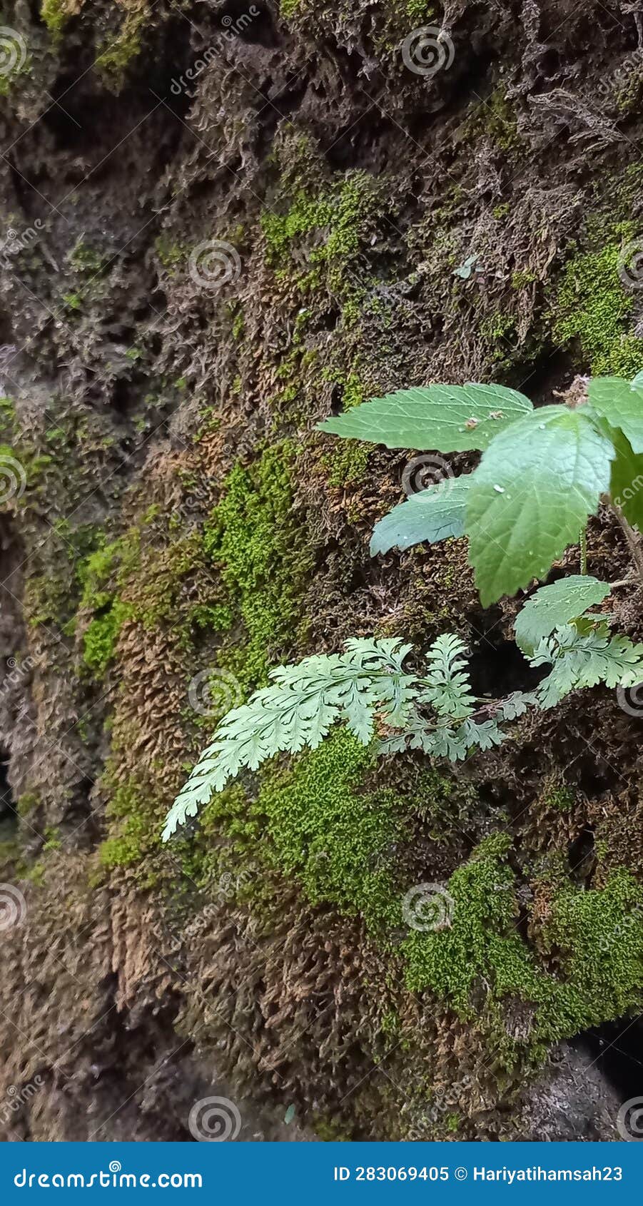 Moss Overgrown Stairs And Stone Royalty-Free Stock Photography ...