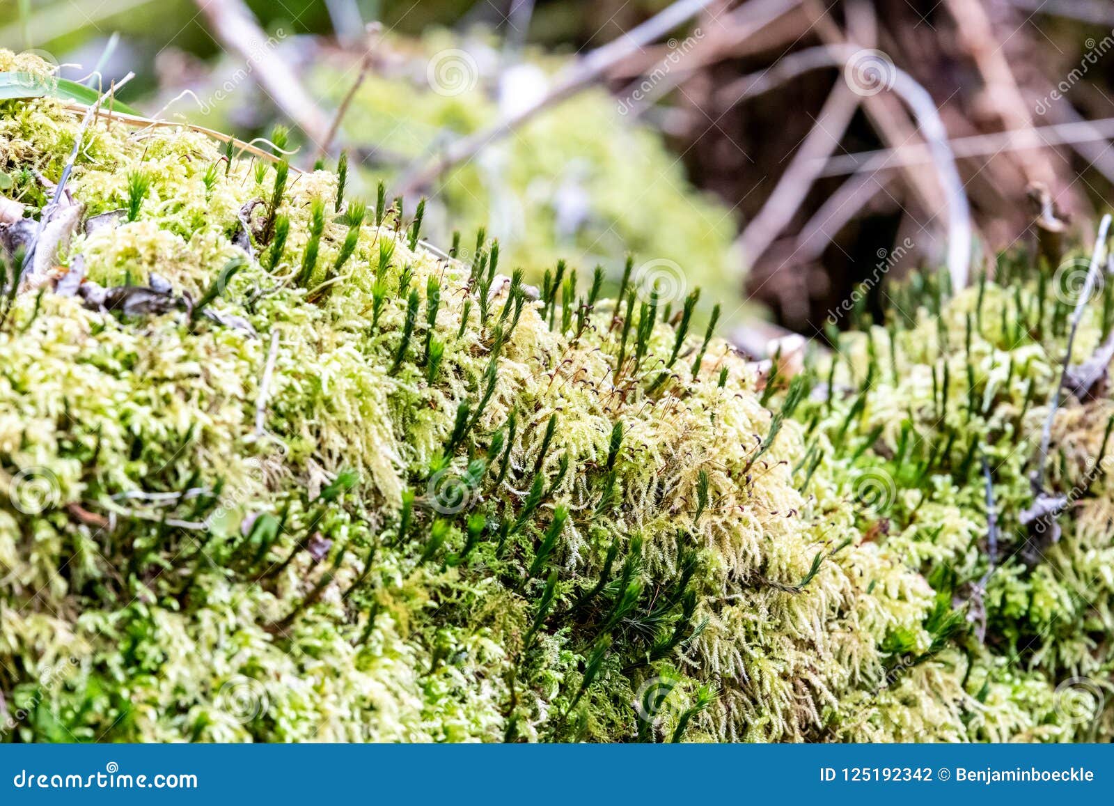 Moss Overgrown Forrest in Spring Stock Photo - Image of mound, isolated ...