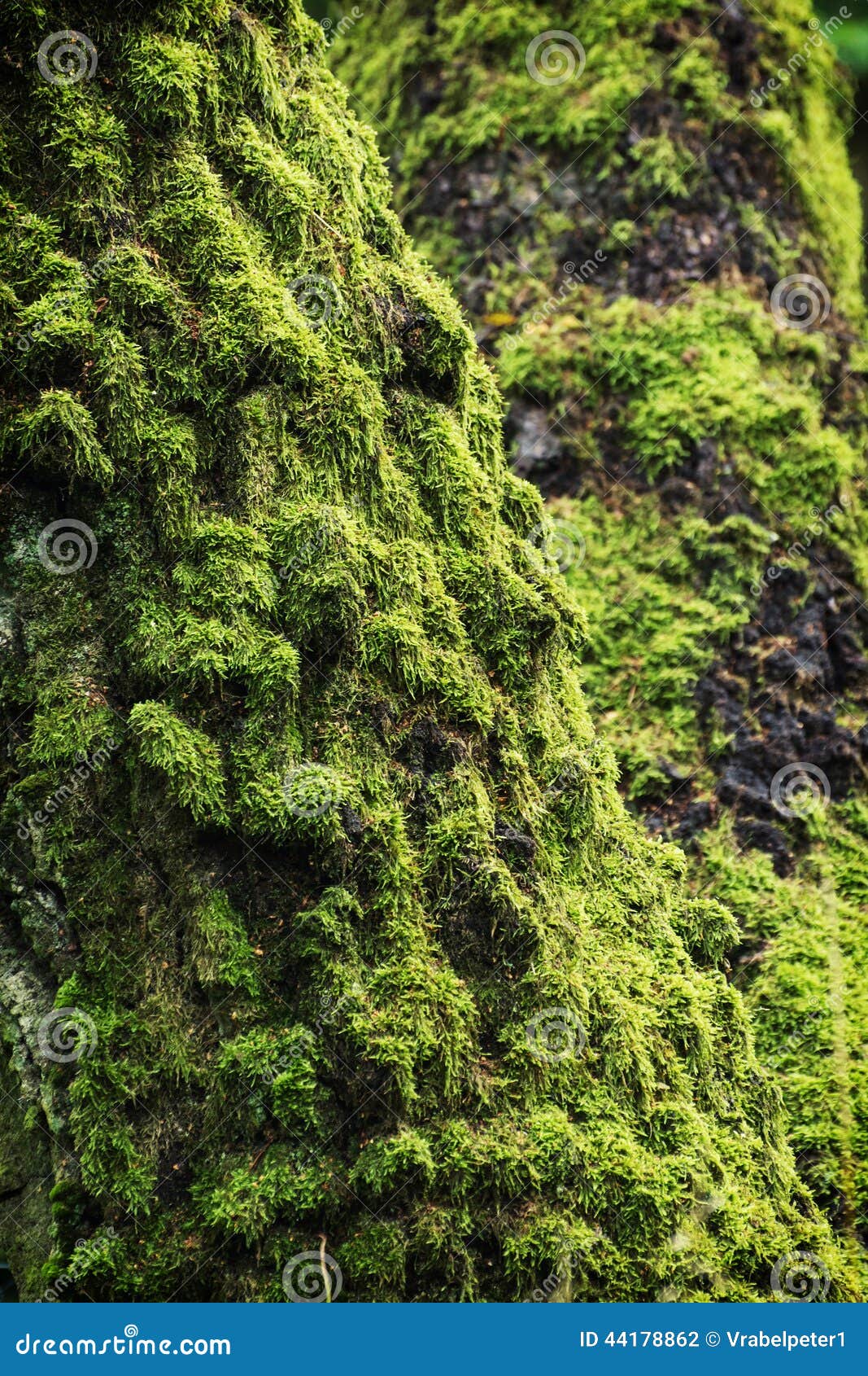Moss overgrown tree stock photo. Image of floral, lichen - 44178862