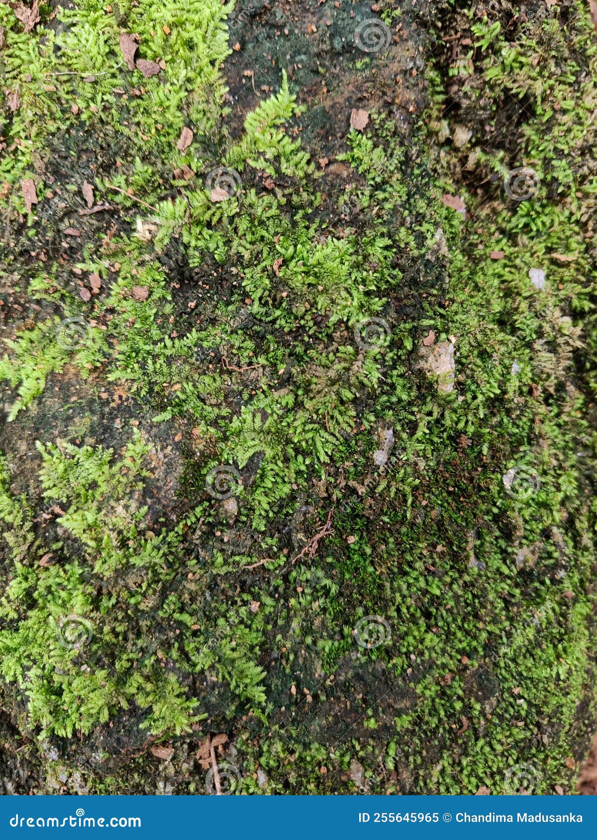 Moss Overgrown Stairs And Stone Royalty-Free Stock Photography ...