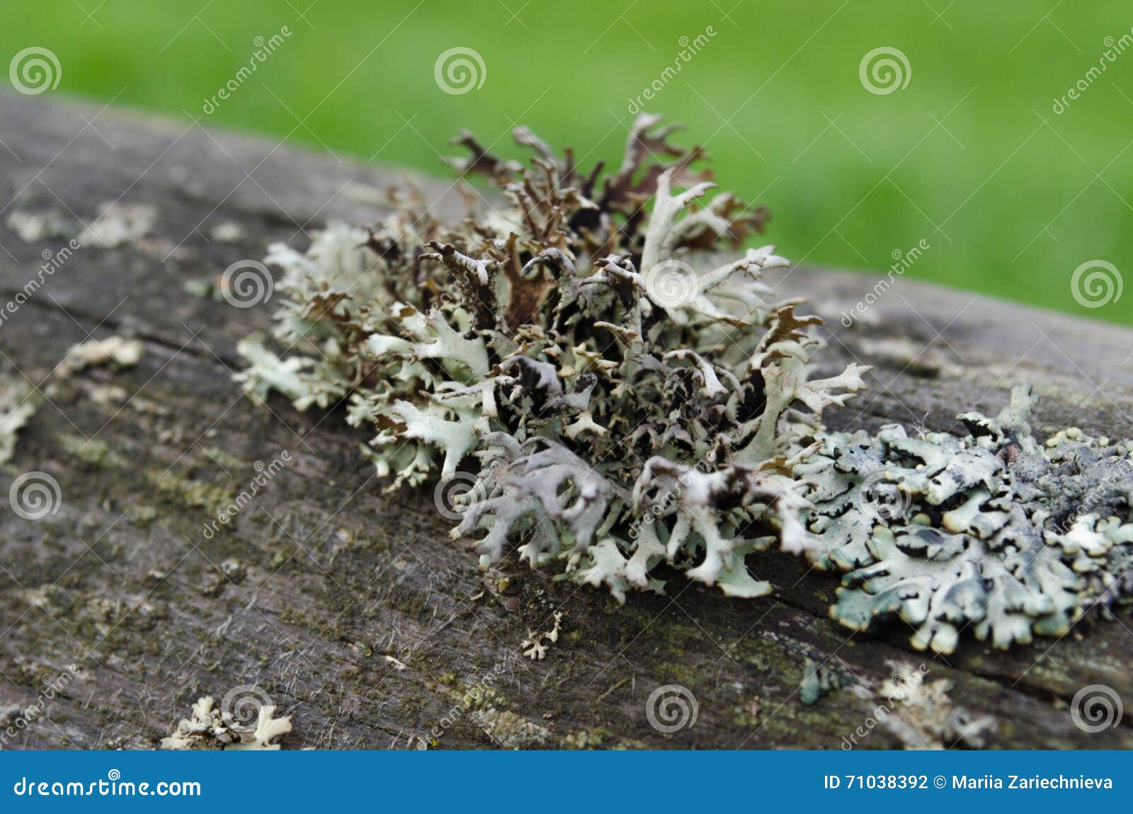 Moss Parasite Grows on a Tree Close-up Photo Stock Photo - Image of ...
