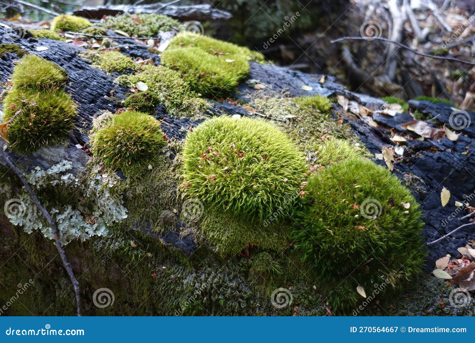 Moss patch stock image. Image of moss, rock, vegetation - 270564667