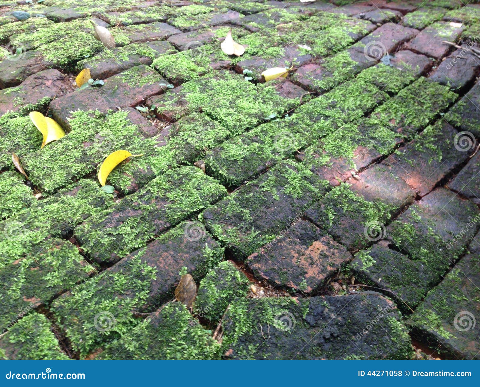 Moss Path photo stock éditorial. Image du sentier, brique - 44271058