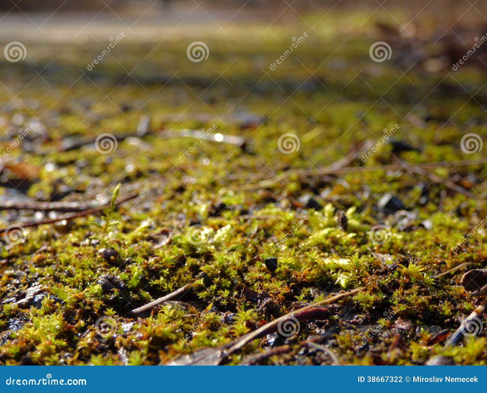 Moss on Path with Blurred Background Stock Photo - Image of footway ...