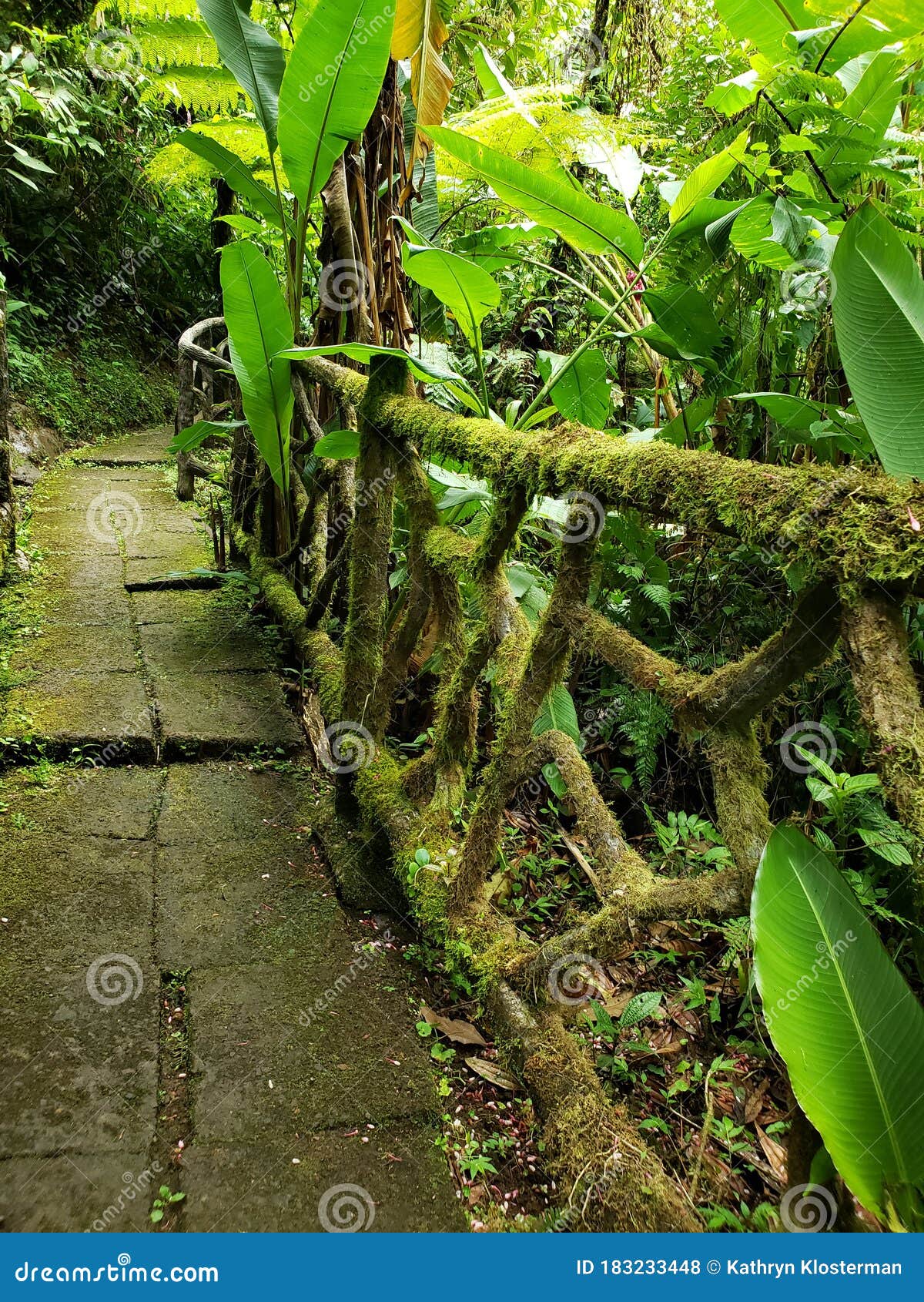 Moss Pathway Forest Green Ancient Stock Photo - Image of jungle ...