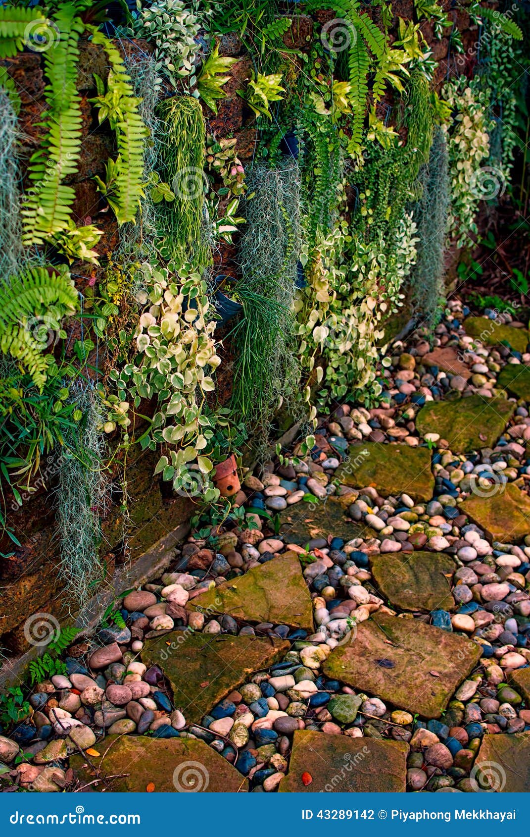 Moss pathway stock photo. Image of relax, adventure, leaves - 43289142
