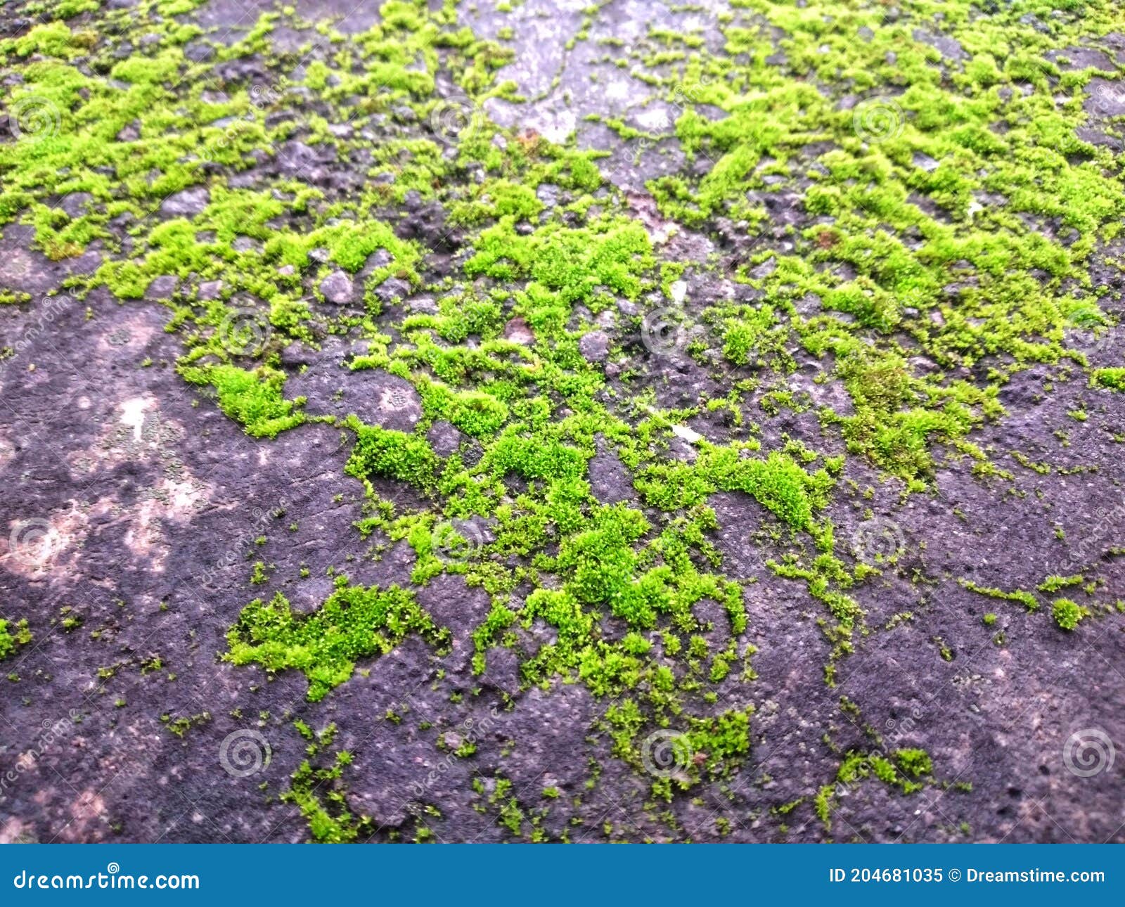 Moss pattern on damp rock stock image. Image of damp - 204681035