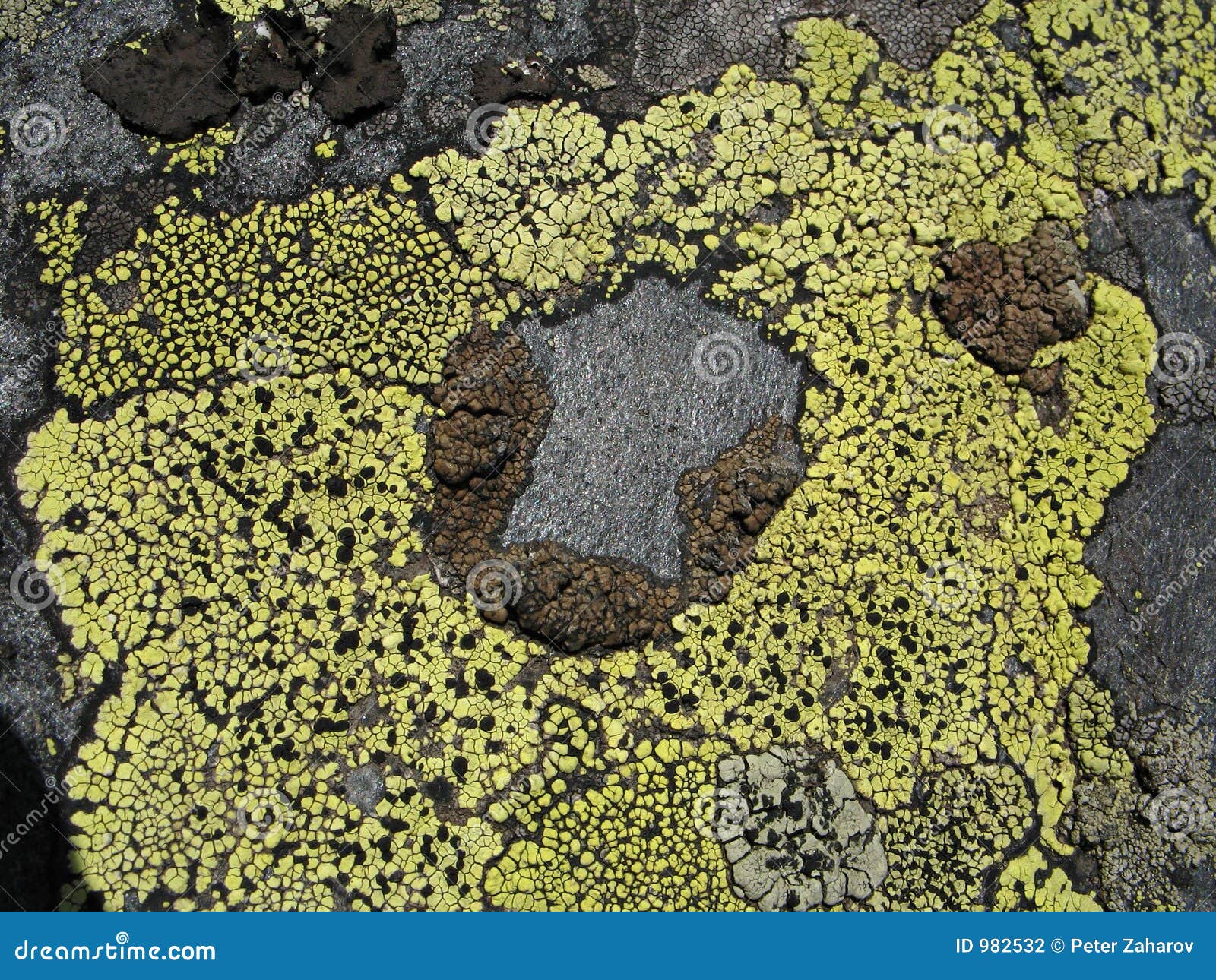 Moss pattern on stone stock photo. Image of abstract, beautiful - 982532