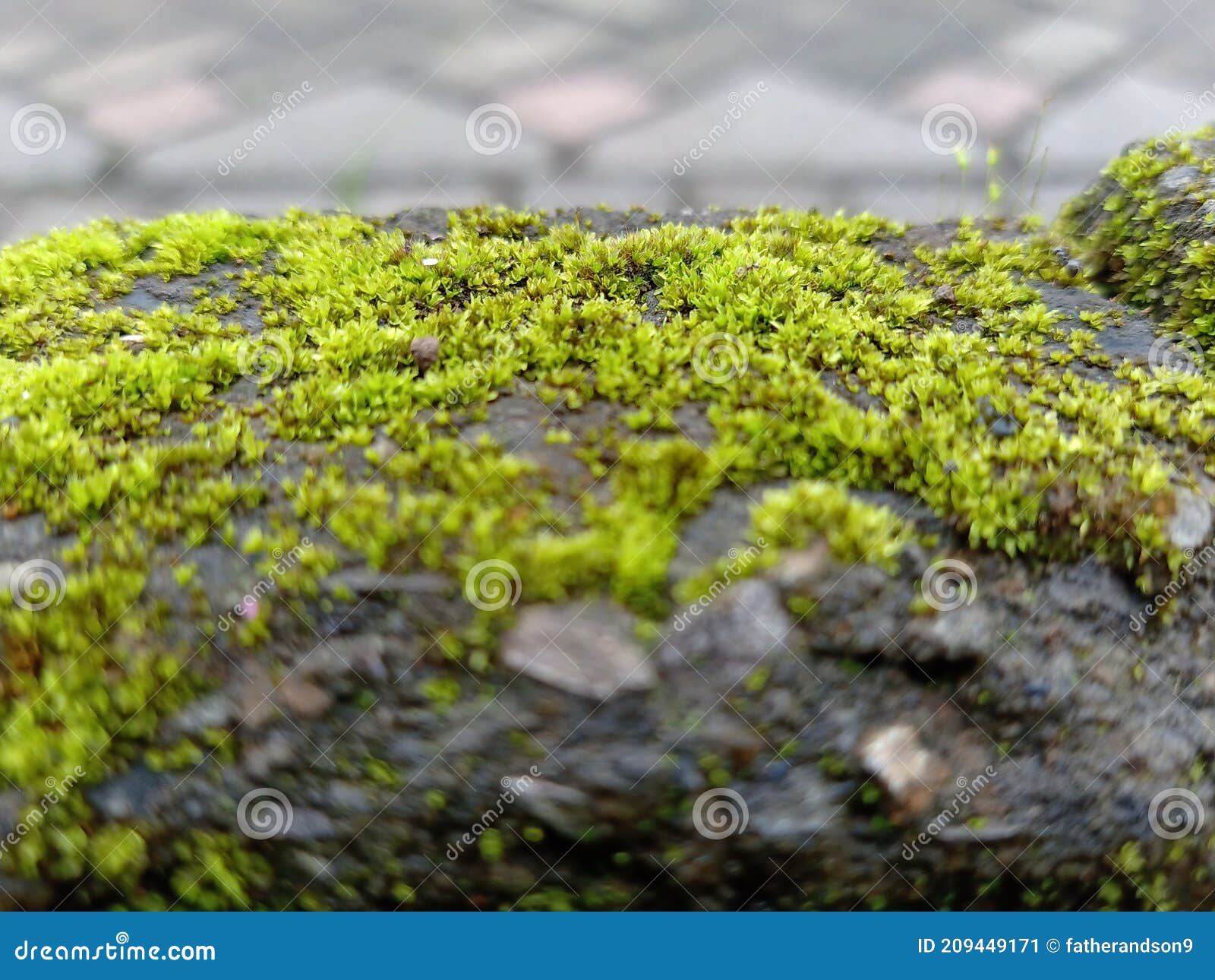 Moss among paving jungle stock image. Image of produce - 209449171