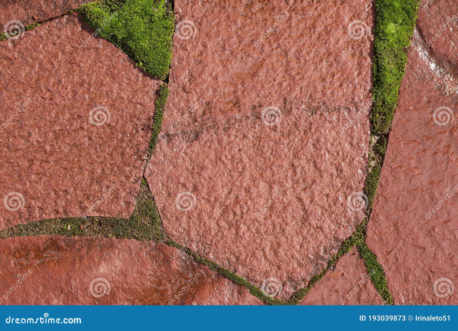 Moss between the Paving Slabs on the Walkway Stock Image - Image of ...