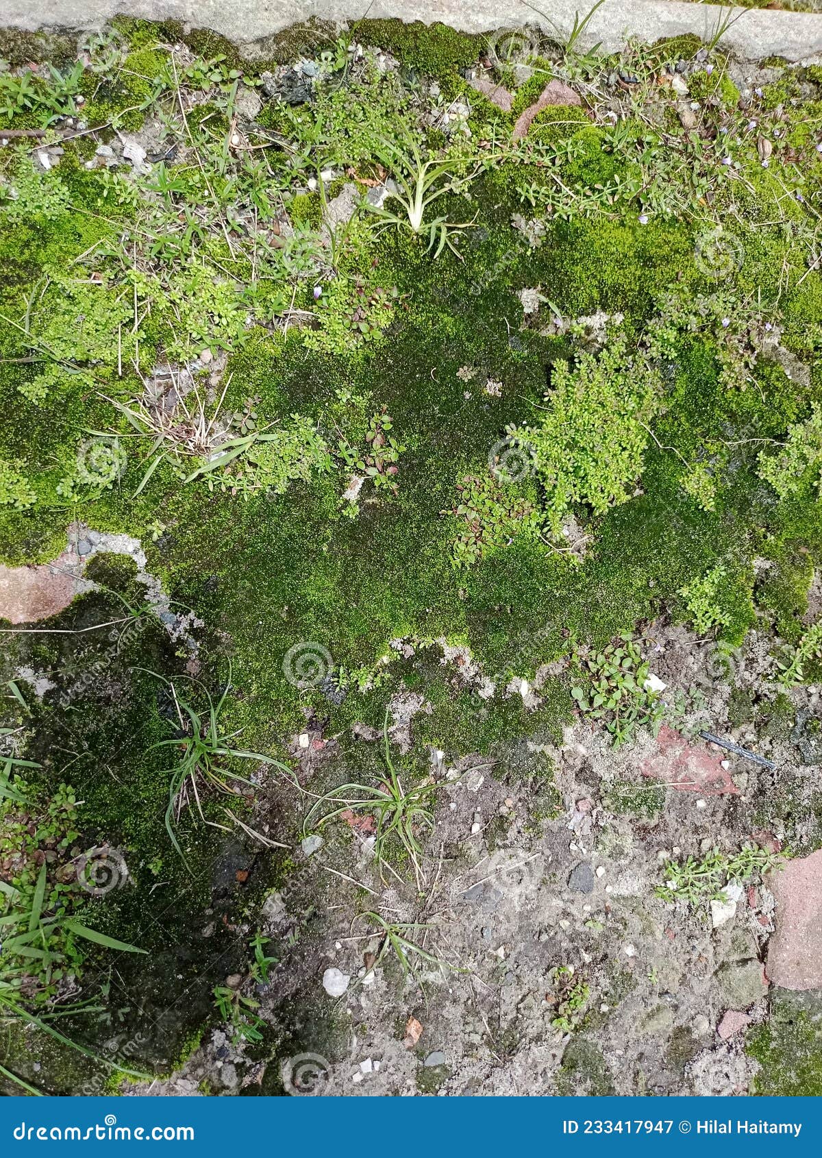 Moss on the Pedestrian Walkway Stock Image - Image of wildflower, leaf ...