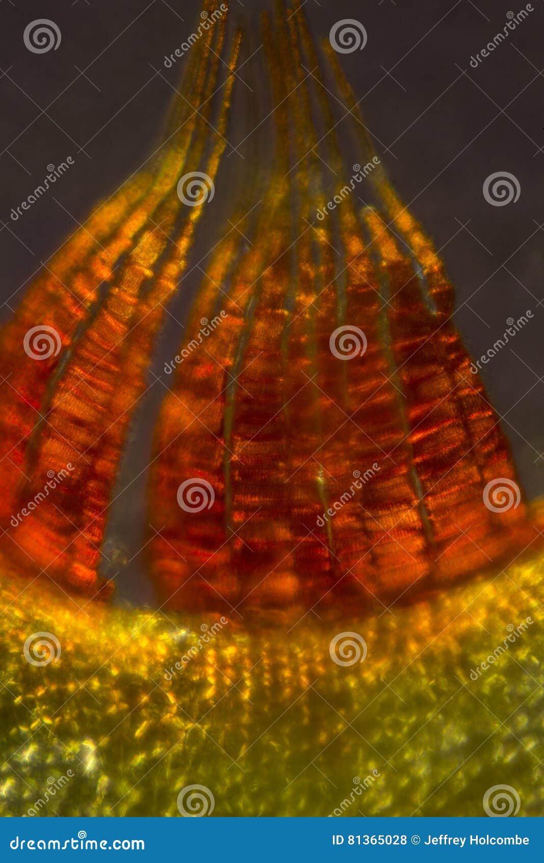 Moss Peristome Glows Red in a Polarizing Micrograph. Stock Photo ...
