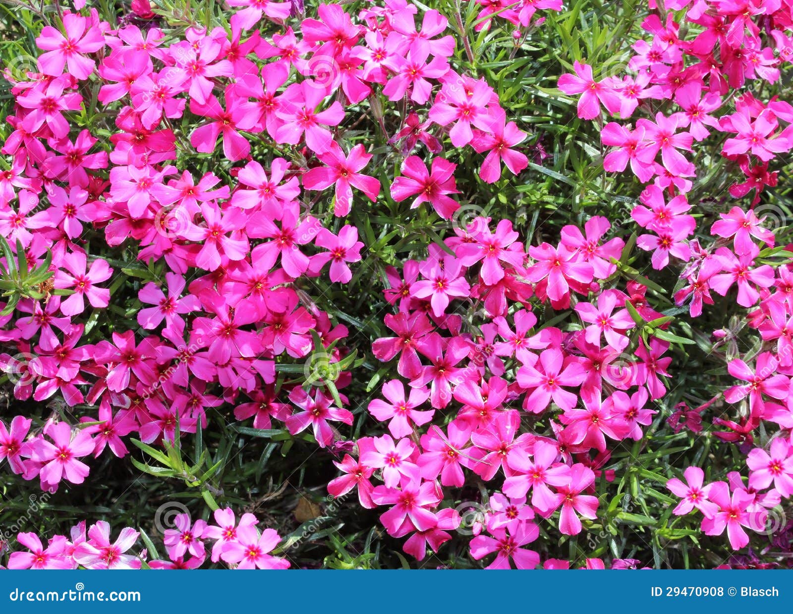 Moss Phlox Flowers - Closeup View Stock Photo - Image of blossom ...