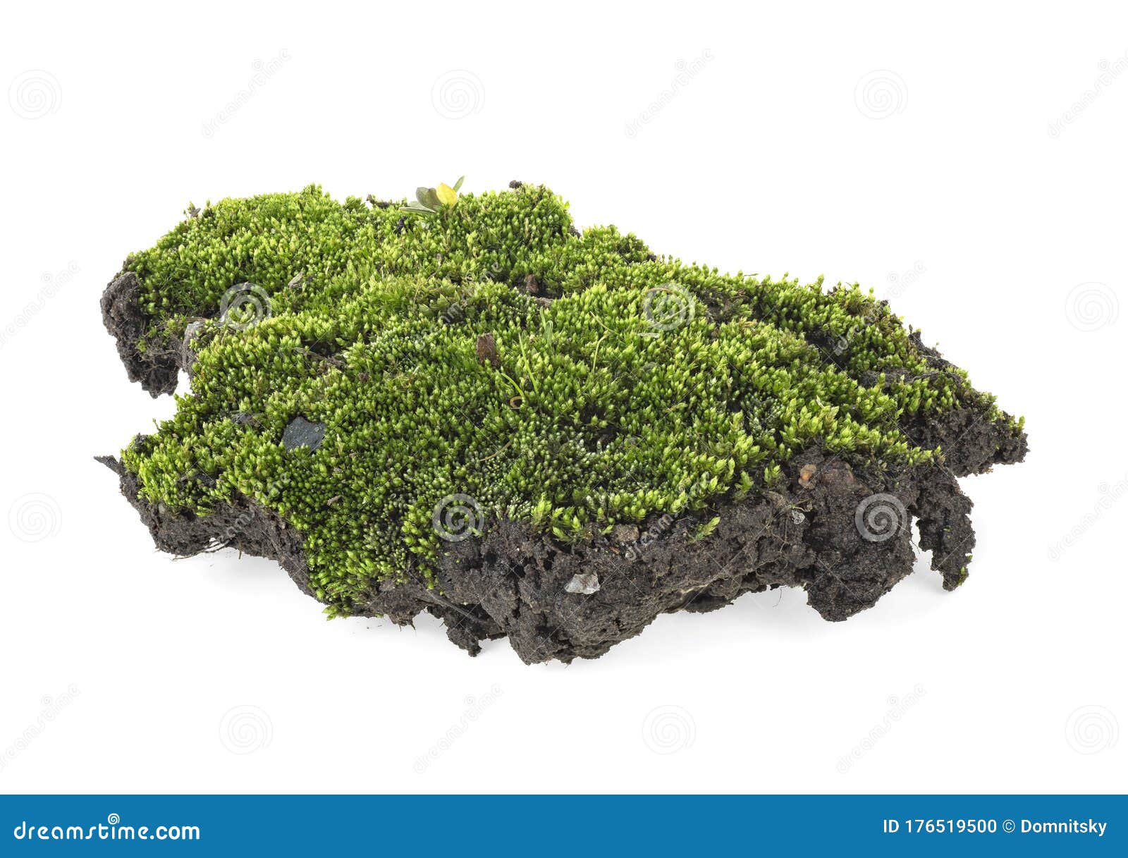 Moss on Pile of Dirt Isolated on White Background Stock Photo - Image ...