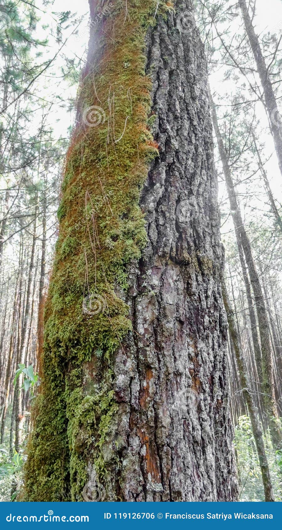 Moss in pine trees stock photo. Image of nature, isolated - 119126706