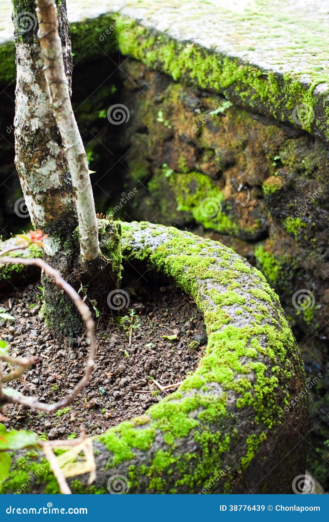Moss stock image. Image of moss, green, black, color - 38776439