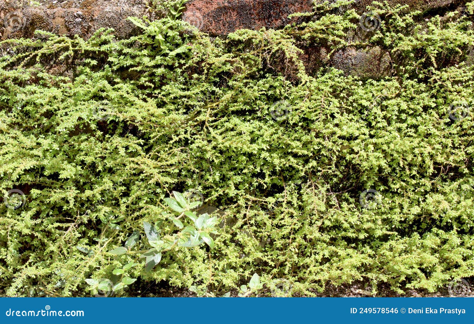 Moss plant stock photo. Image of vegetable, food, woodland - 249578546