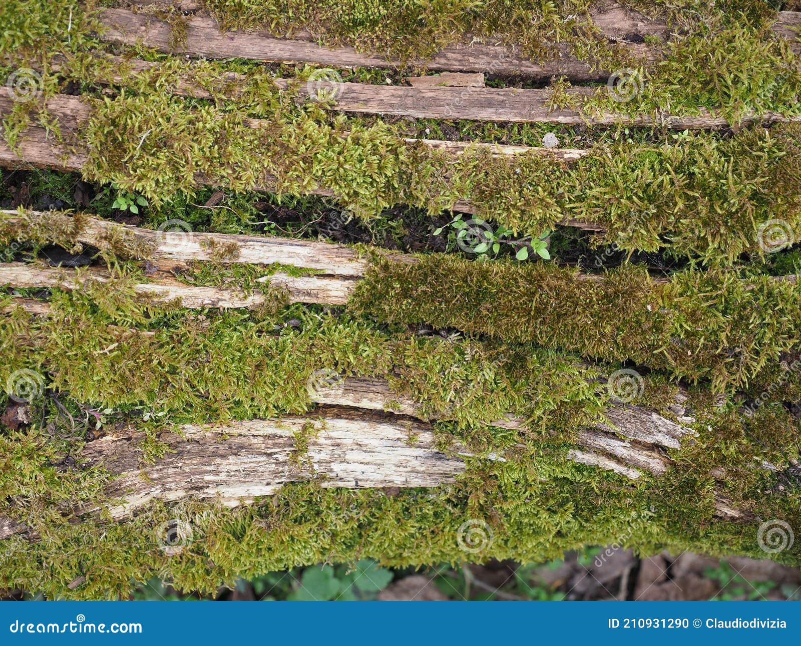 Moss Plantae Bryophyta Plant Growing on Tree Stock Photo - Image of ...