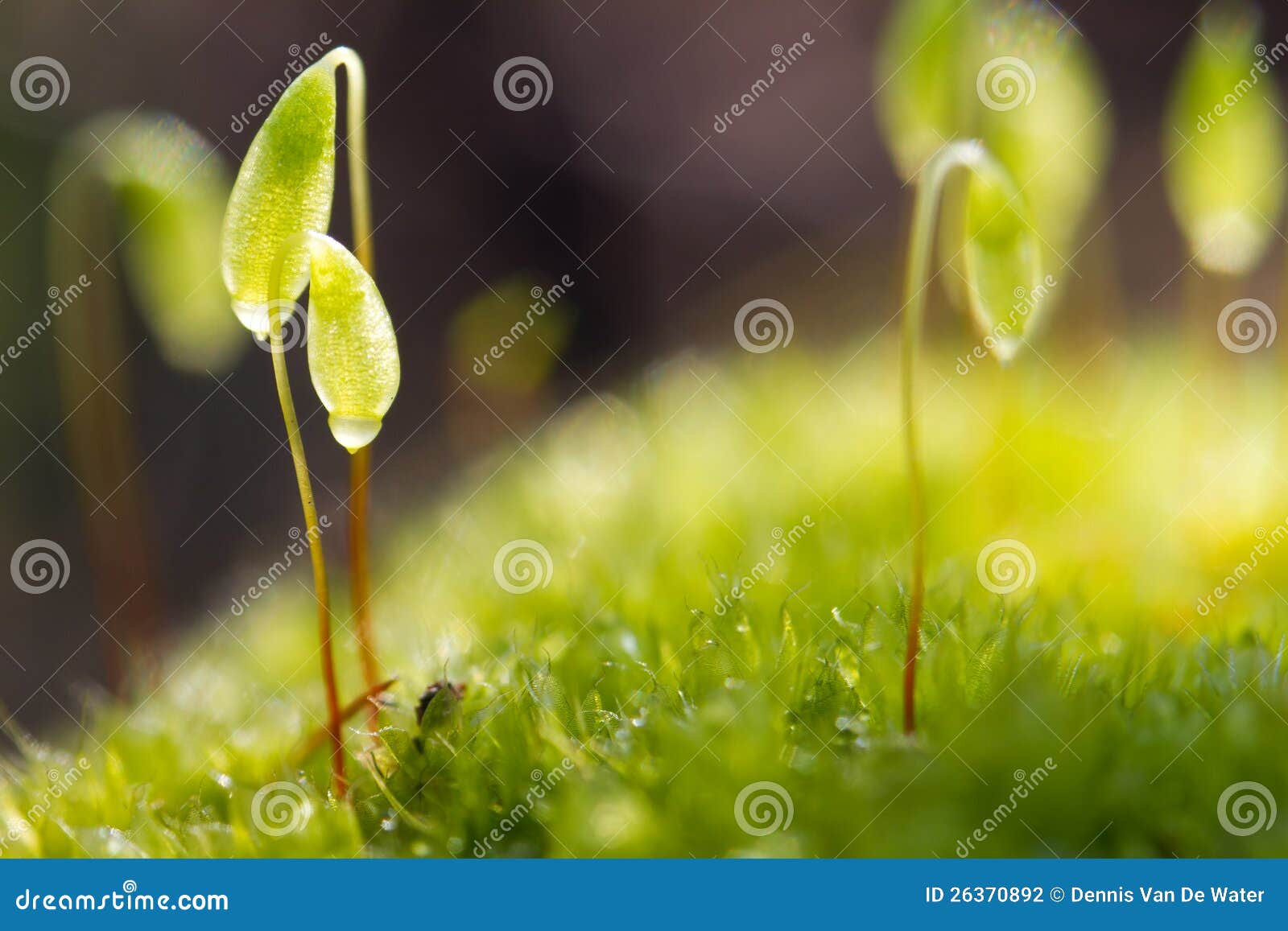 Moss plants stock photo. Image of nature, detail, outdoor - 26370892