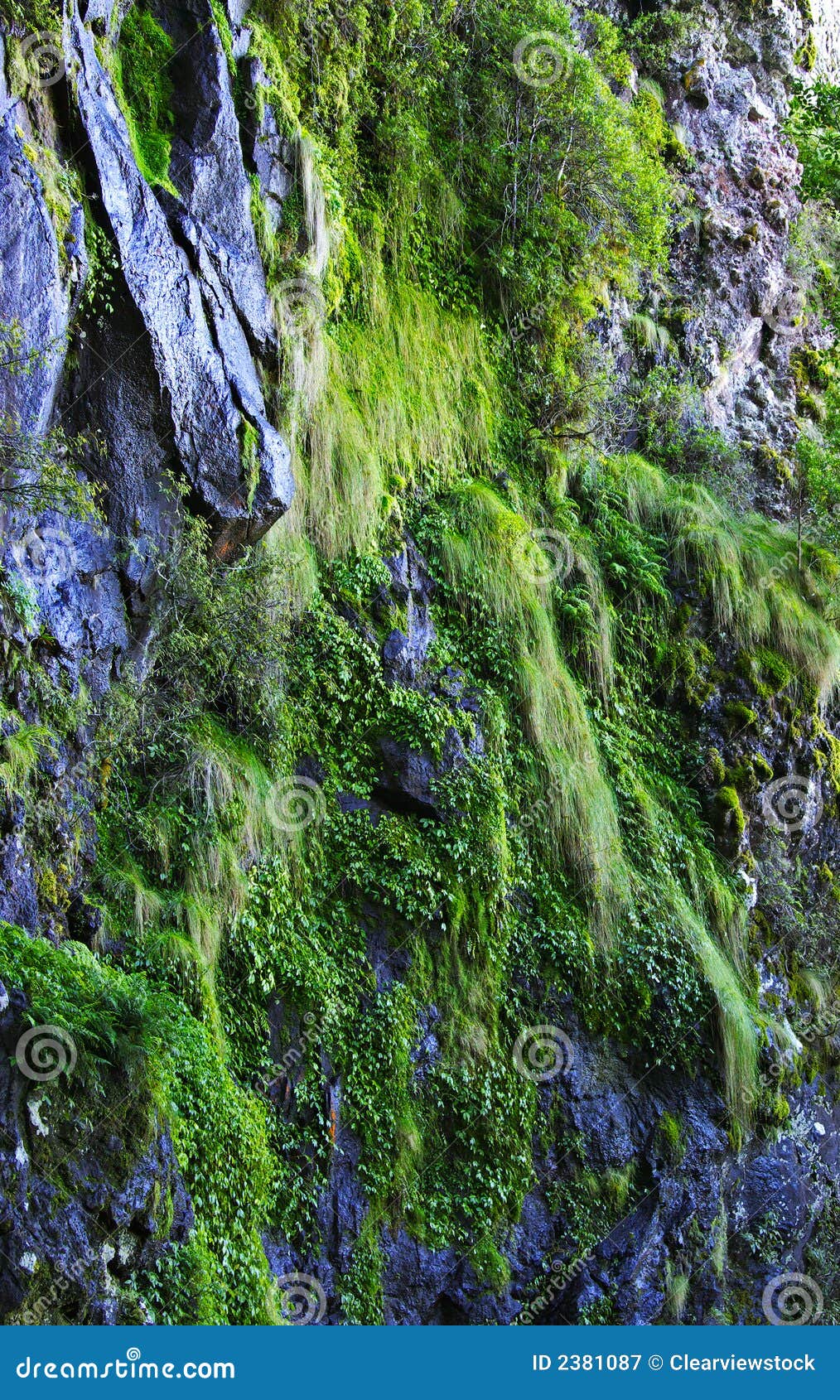 Moss and Plants on the Cliff Stock Image - Image of environment, hard ...