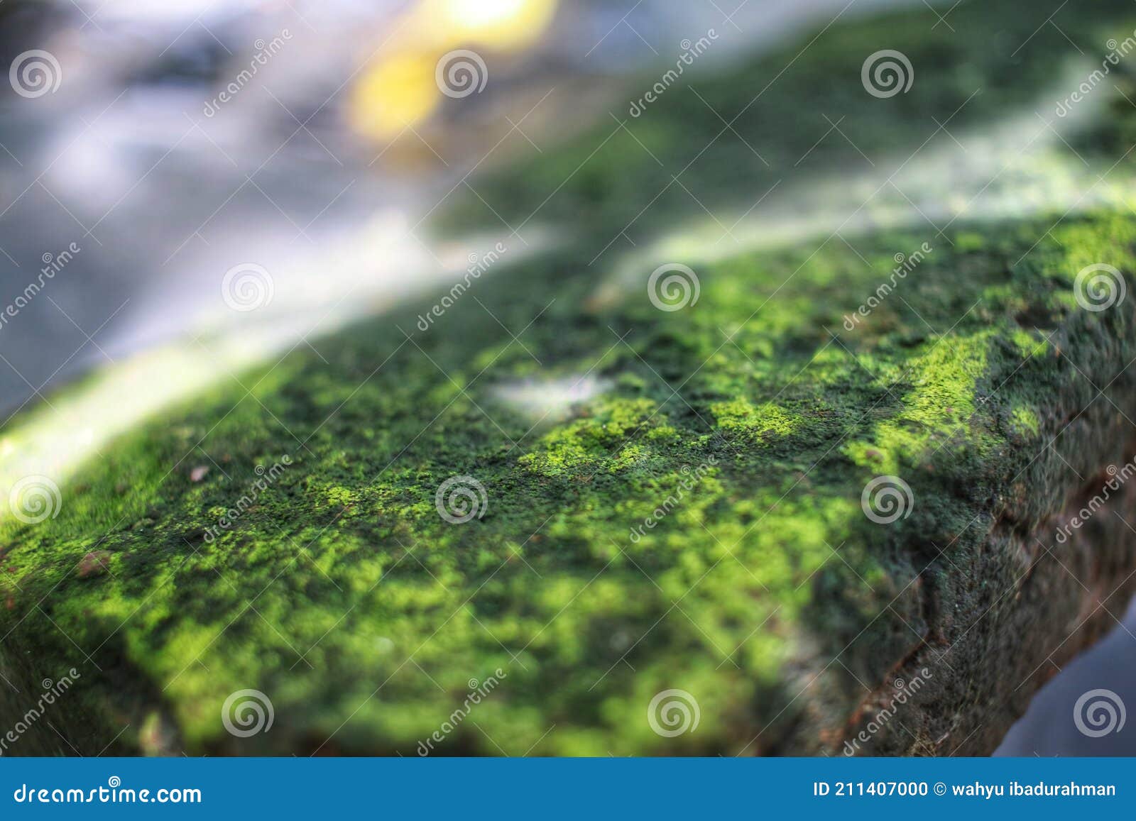 Moss plants on damp rocks stock photo. Image of plants - 211407000