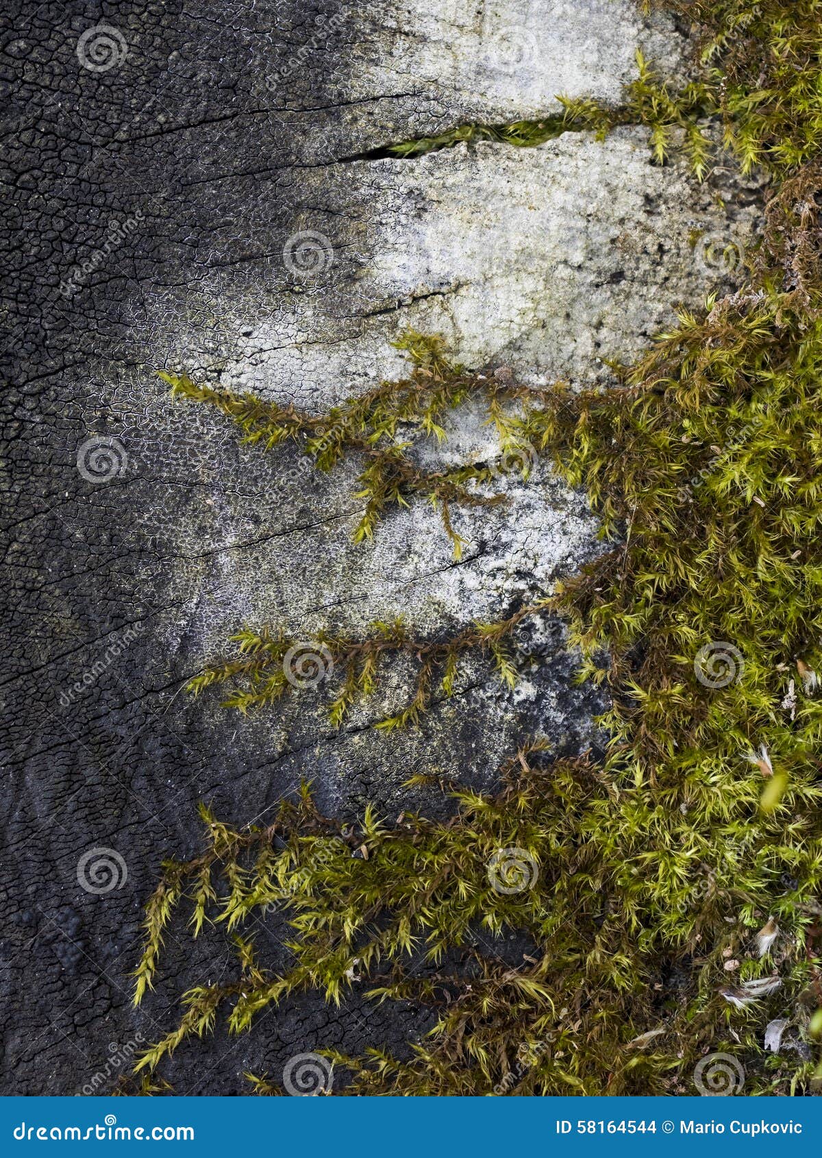 Moss stock photo. Image of humidity, growth, parasite - 58164544